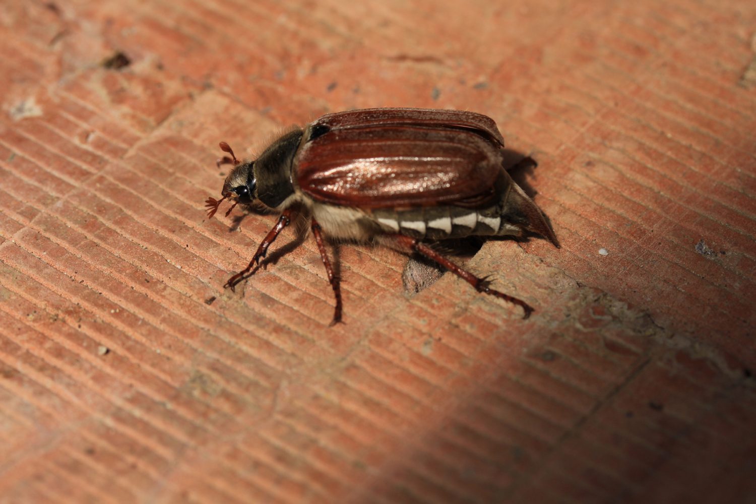 Maikäfer! Ein besonderer Gast im Gewächshaus – GRUNDidee Naturgarten